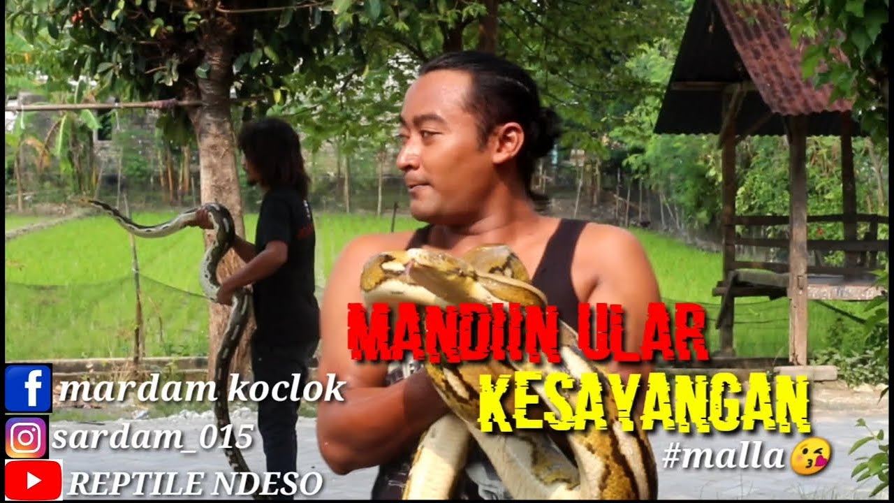 MANDIIN ULAR PHYTON KESAYANGAN - YouTube