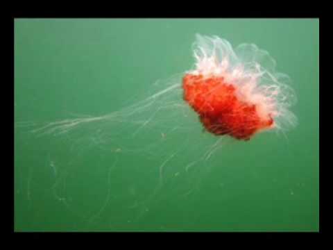 Cyanea annaskala; a threat to biodiversity in Port Phillip BayP3 - YouTube