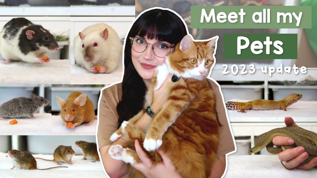 Meet all my pets 2023 - YouTube