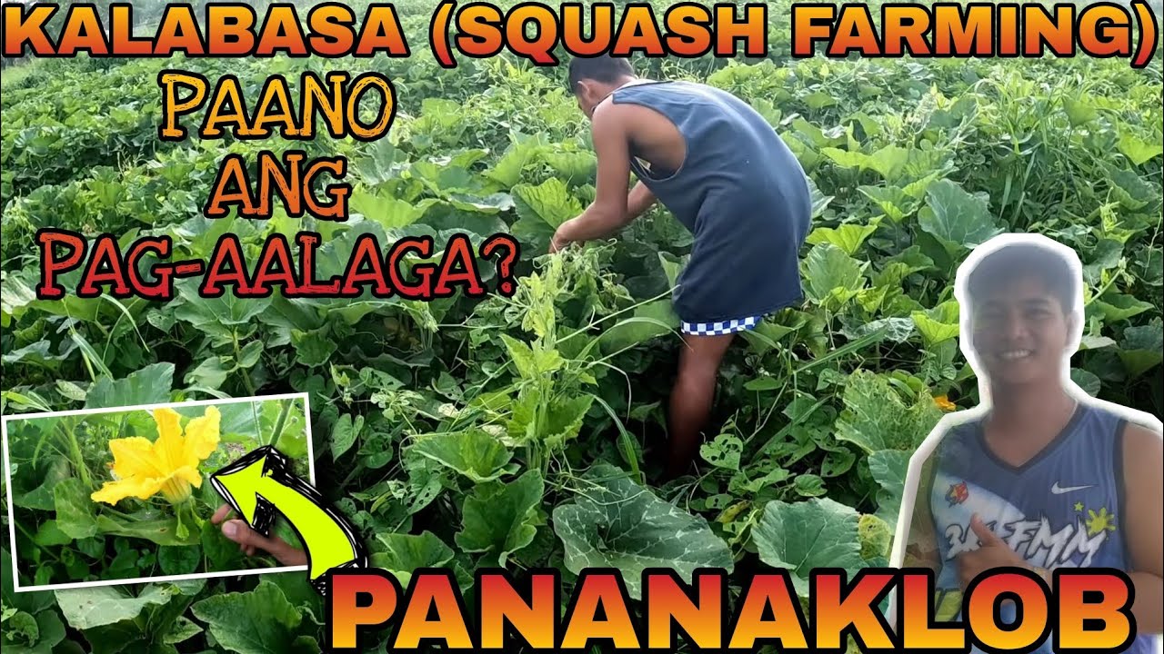 EP312: KALABASA SQUASH FARMING - PANANAKLOB (POLLINATION PROCESS ...