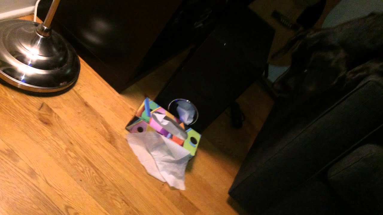 Olive watches dancing tissue - YouTube