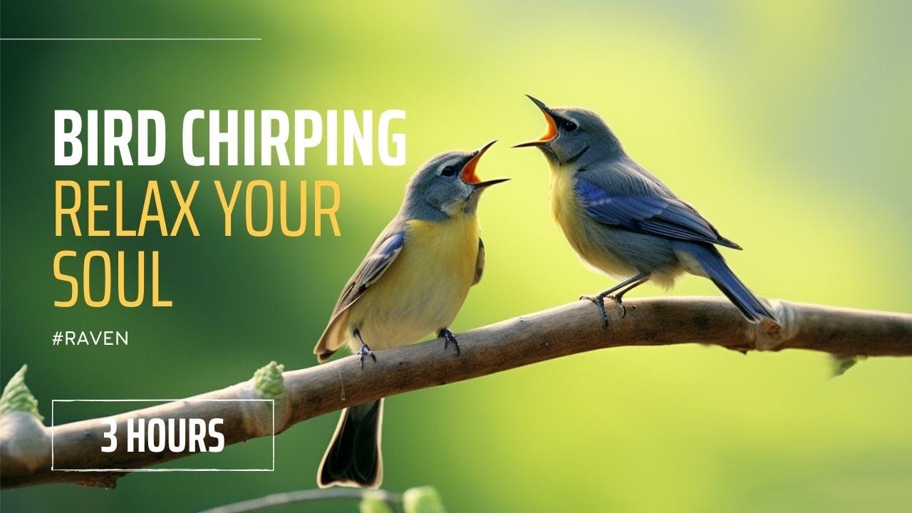 Best Bird Sounds - Birds Singing For 3 Hours, Relaxing Natural Space ...