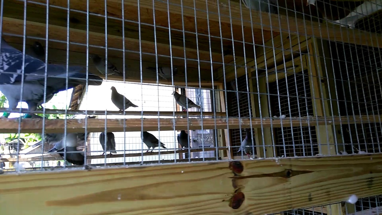 Racing Pigeon breeding loft Tampa - YouTube
