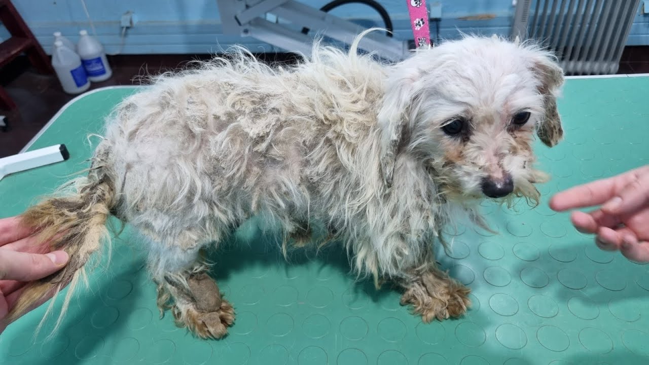 She Was Thrown Out By A Bad Dog Breeder - YouTube