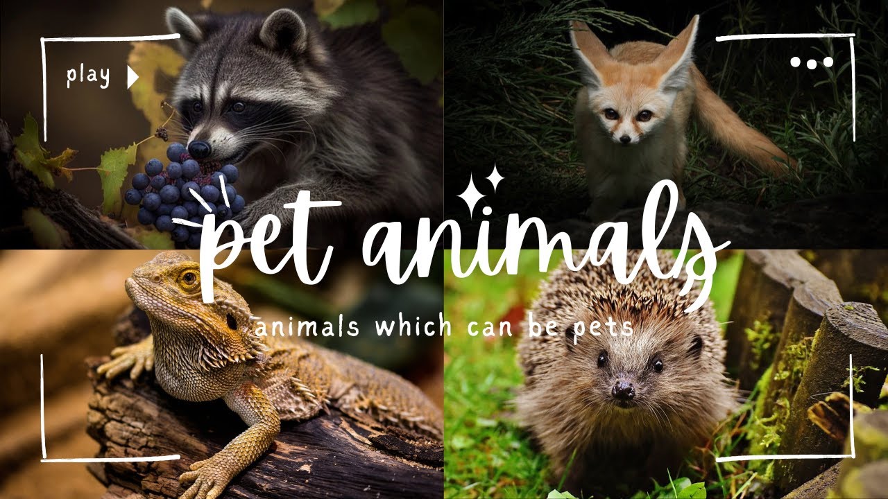 Meet the MOST UNIQUE PETS Around the World| KNOW WITH ME - YouTube