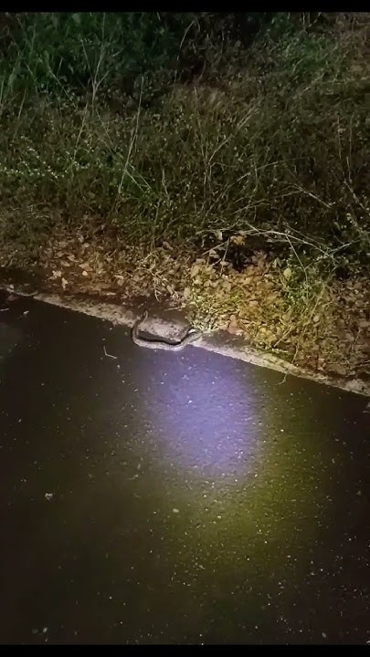 baby python snake - YouTube