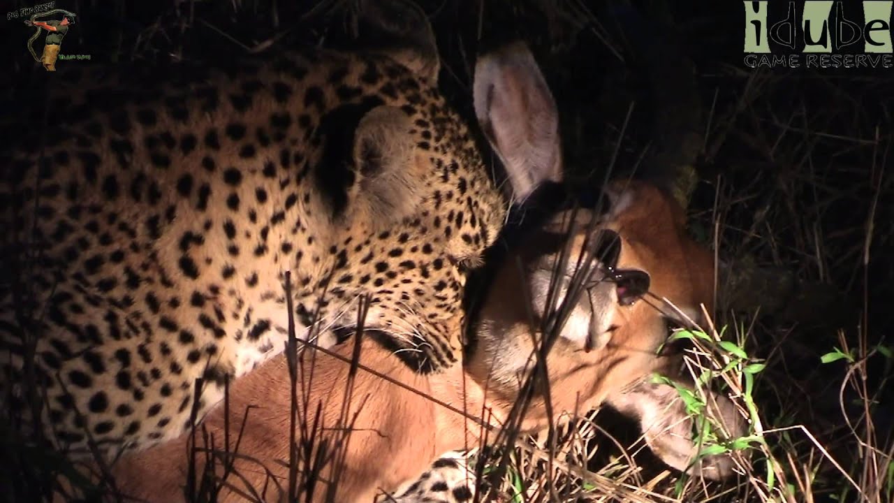 Female Leopard Catches Big Impala Ram - YouTube