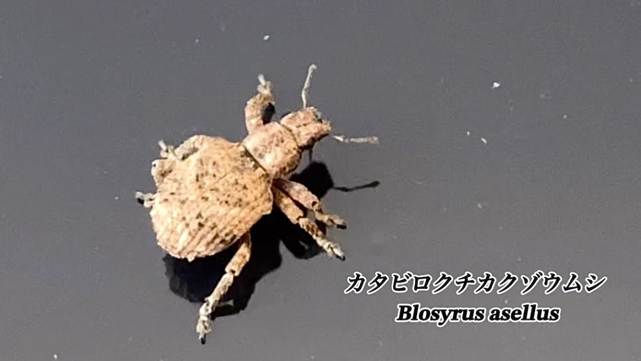 名前が見たまんまで覚えやすい カタビロクチカクゾウムシ Blosyrus asellus 沖縄のゾウムシ weevils beetle ...