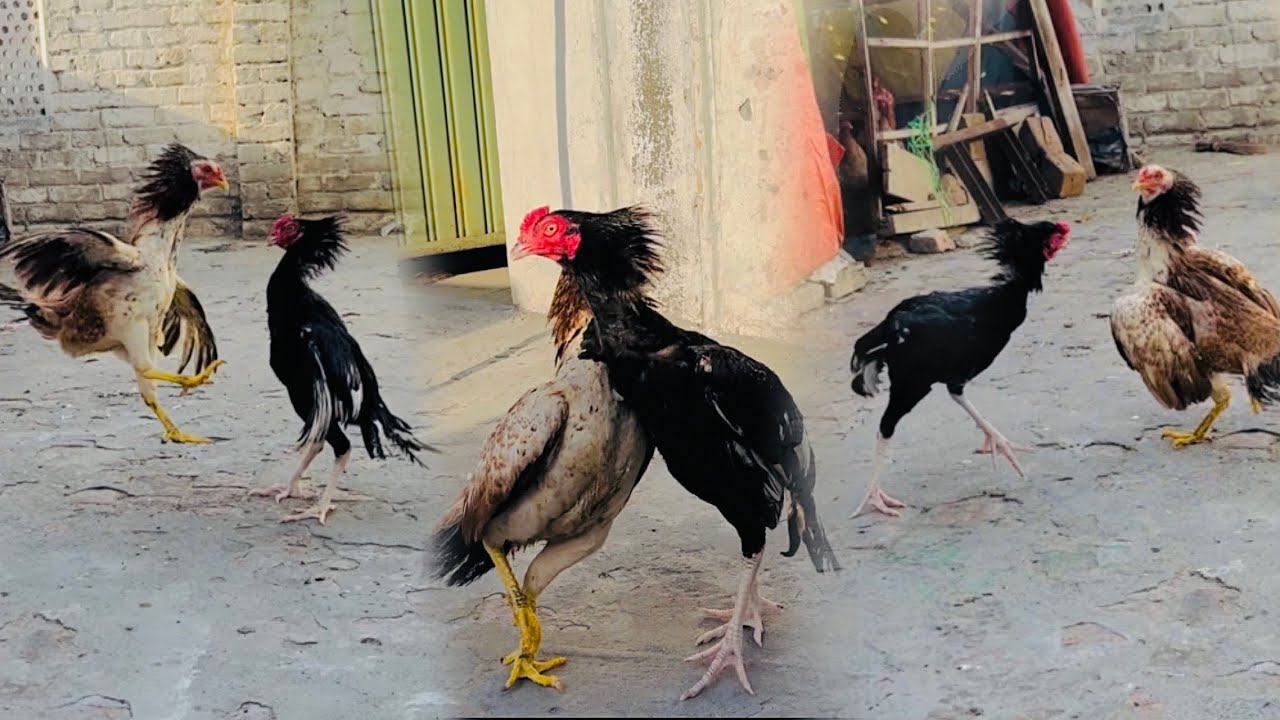 Aseel murga fight 😱 | Mastani Or Kalu Ki Fight Hogae 😱 Khatarnak Fight ...