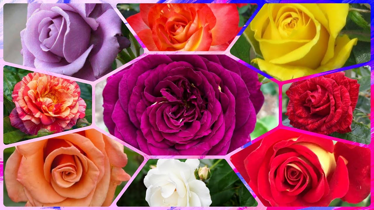 159 - 20+ Best Floribunda Rose Varieties | Famous Around the World ...