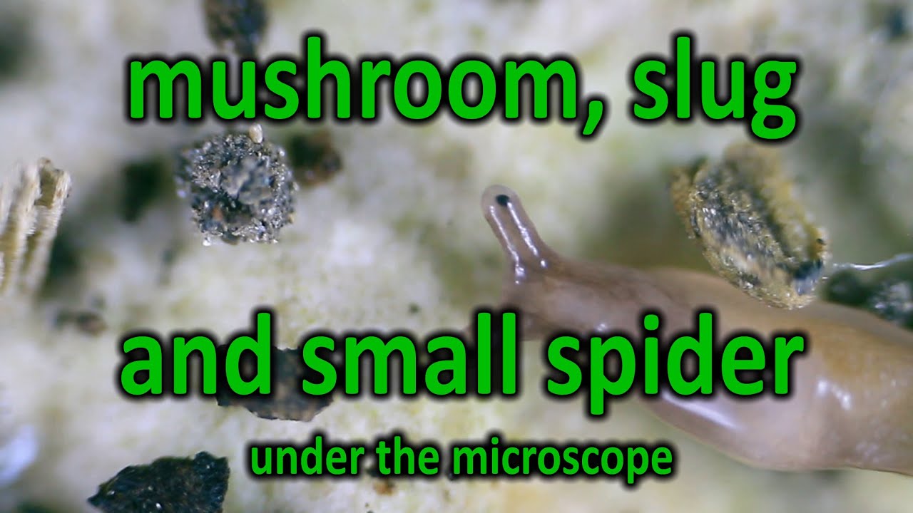 Mushroom, slug and small spider under the MICROSCOPE // invisible world ...