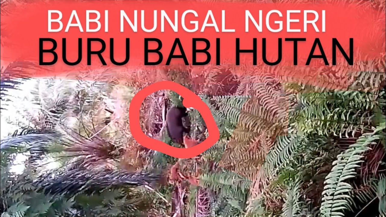 BURU BABI SANGAT TANGUH KEROYOK ANJING AGRO MUKO - YouTube