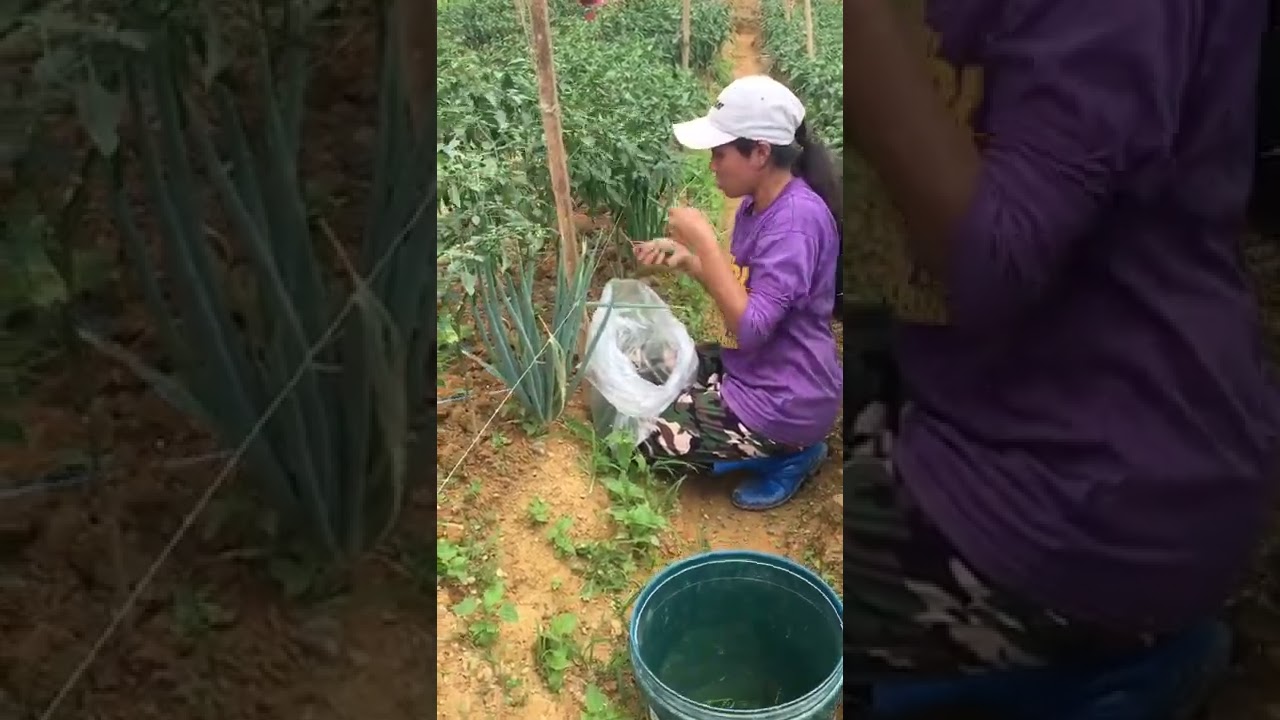 God bless the farmer | Harvesting Sili Lahuy | Fresh from the farm # ...