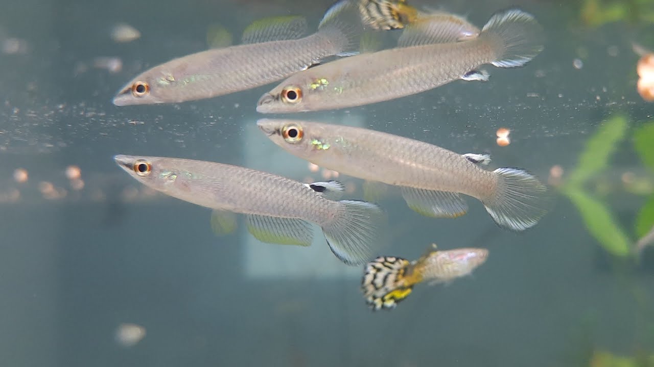 Blue panchax aka Indian killifish in my outdoor pond. - YouTube