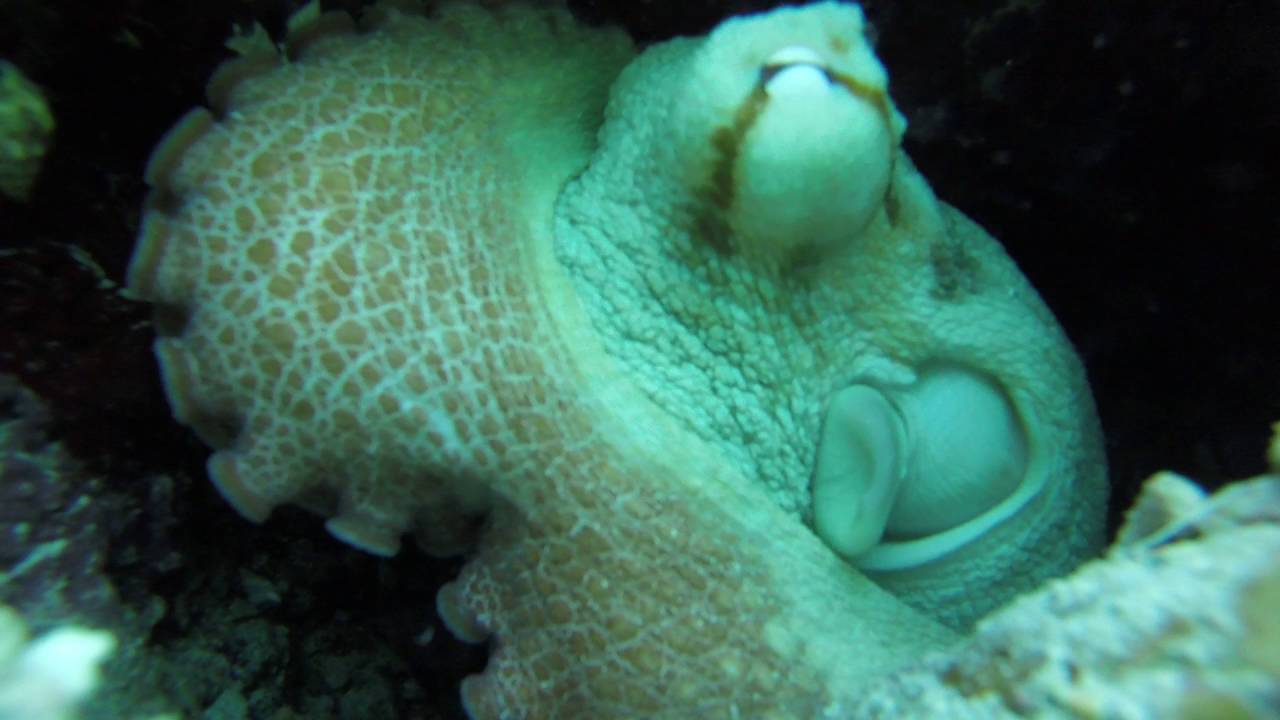 Octopus Den - YouTube