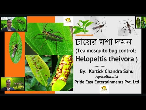 Tea Mosquito Bug Control (Helopeltis theivora): Infestation and ...