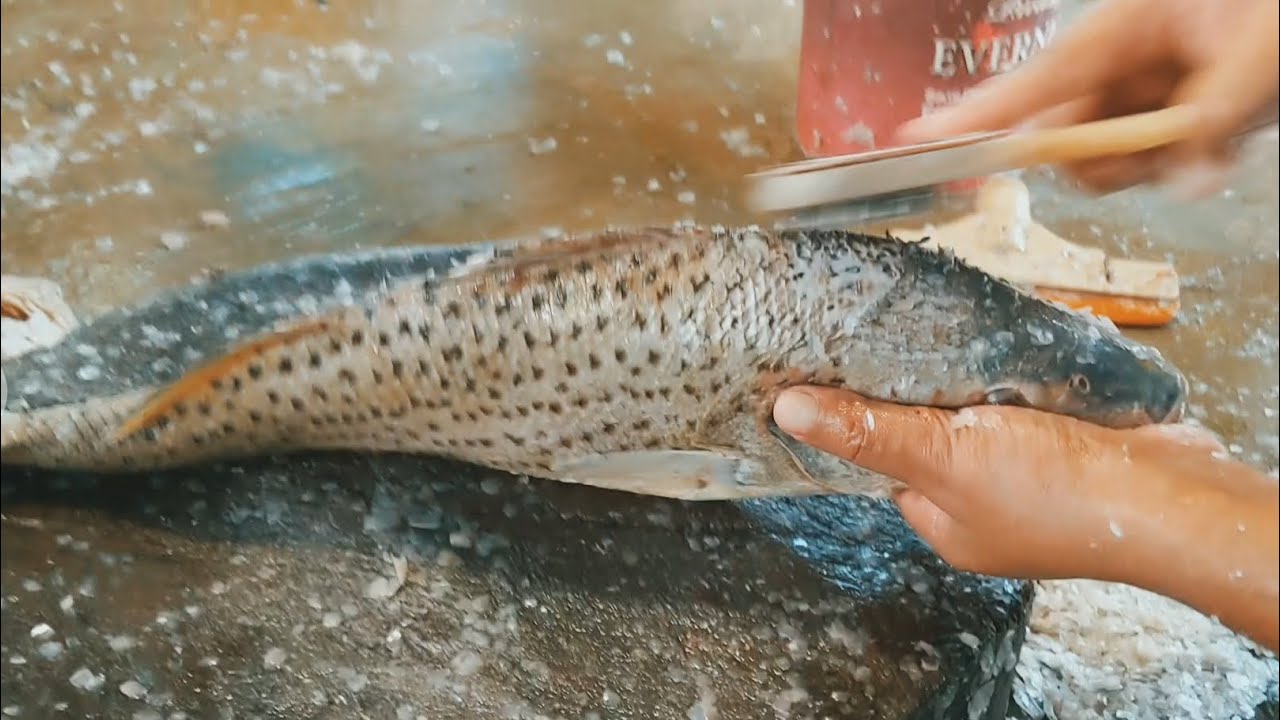 amazing muska fish cutting skills - YouTube