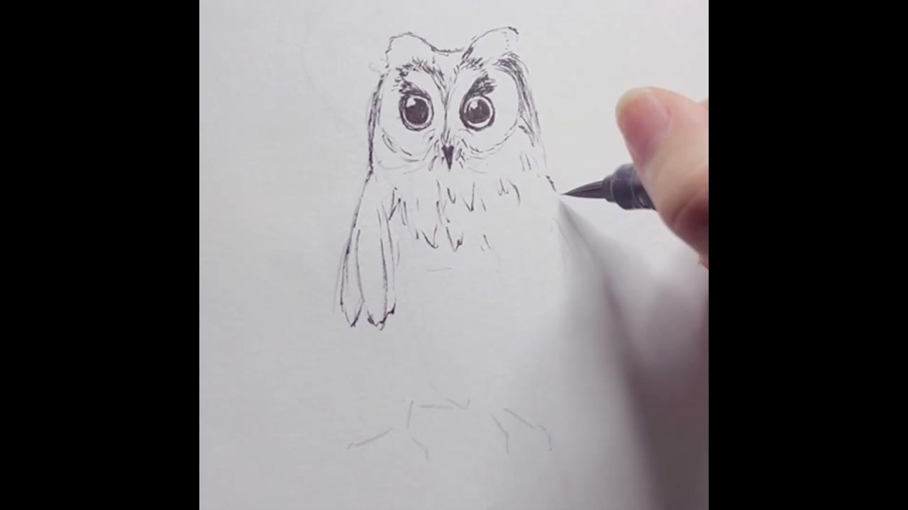 Owl Drawing Time Lapse #drawing - YouTube