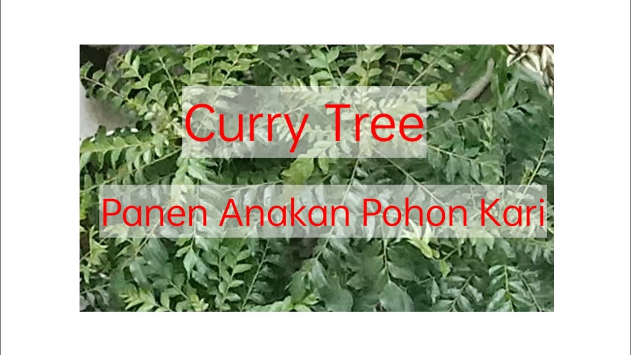 Curry Tree | Panen Anakan Pohon Kari | Cara Menanam Pohon Kari - YouTube