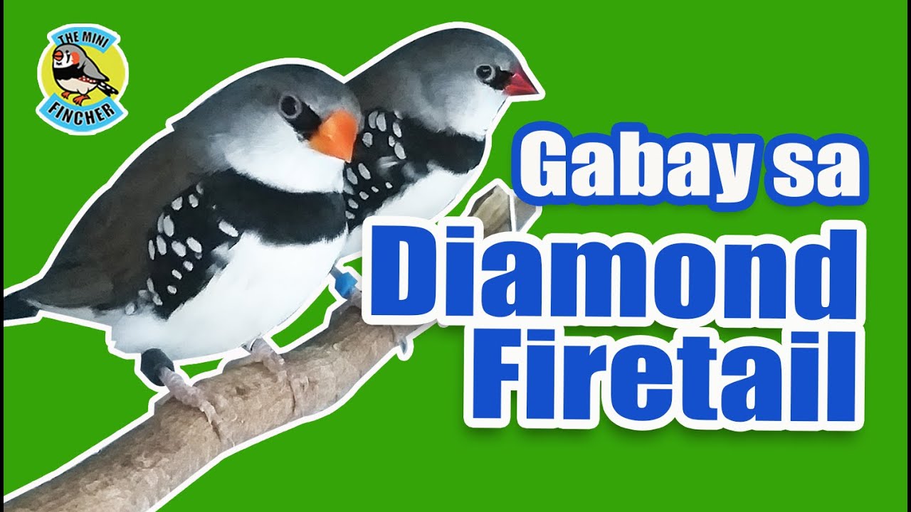 Ep.24: A guide to Diamond Firetails - YouTube