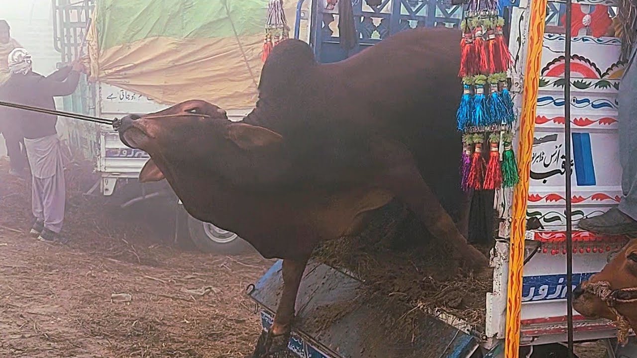 Camel Type Brahman Bull International Unloading // Msa cattle life ...