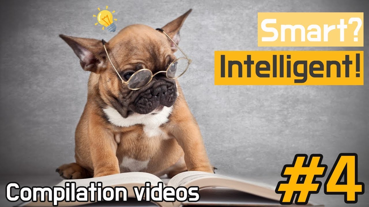 Amazing! - Animals in Smart Compilation #4 - YouTube