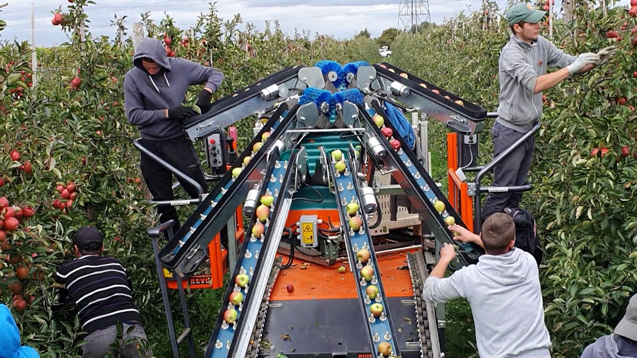 Braeburn apples harvest 2020 Adrian Scripps Ltd - YouTube