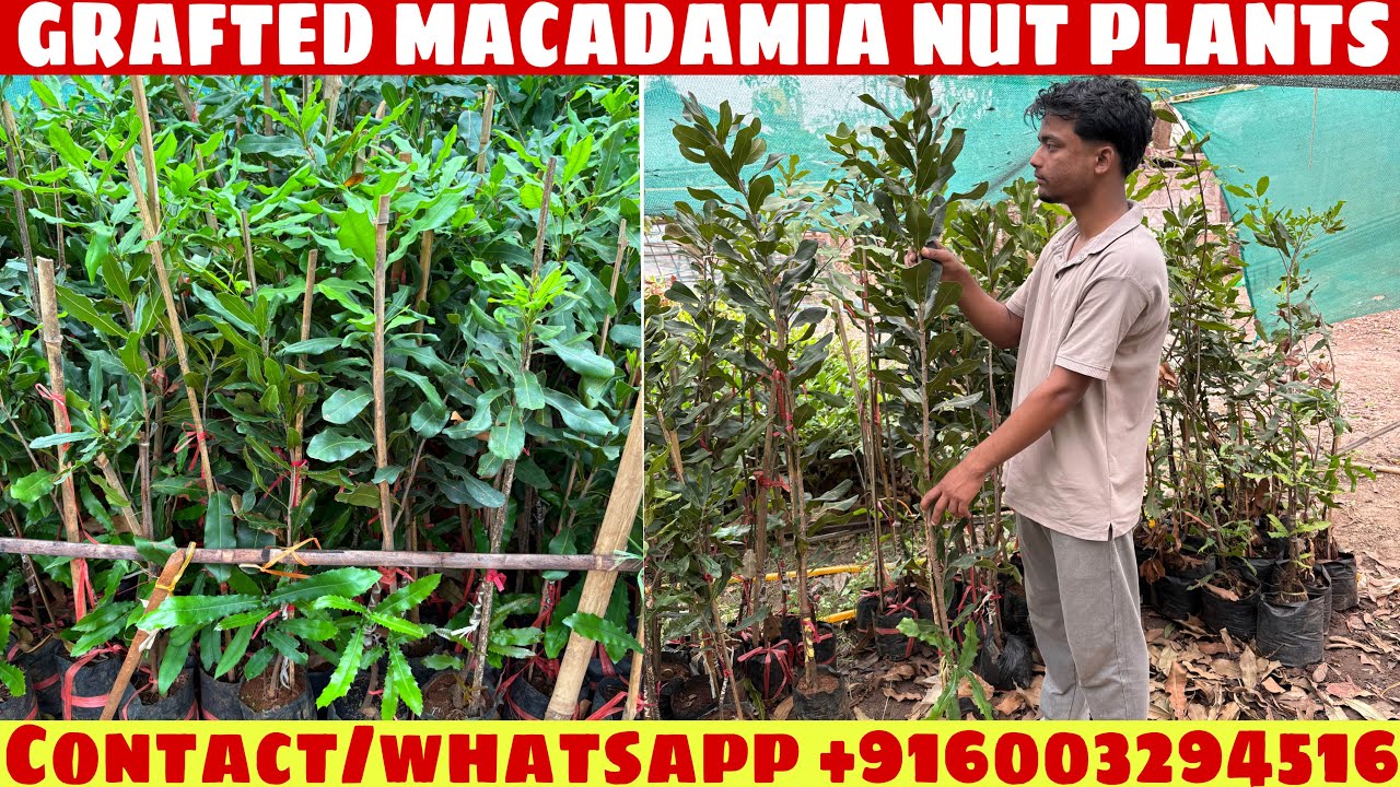 GRAFTED MACADAMIA NUT PLANTS NURSERY || BOTH SEEDLING & GRAFTED PLANTS ...