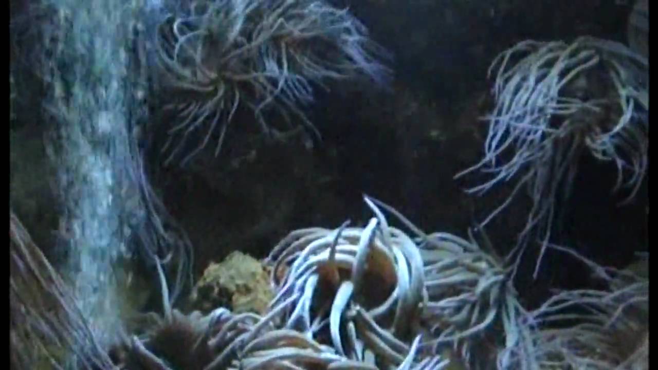 RHODES - Aquarium & Museum marine life - YouTube
