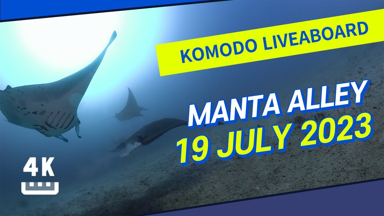 코모도 리브어보드 남부 포인트 Central KOMODO : Manta Alley l Indonesia Top-class Liveaboard Velocean - YouTube