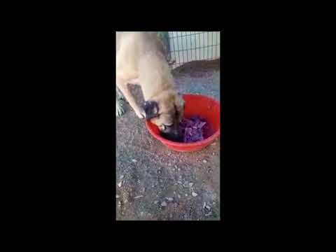 KANGAL SİNOP GERZEDEN EFE 4.5 KG ET YİYOR BİR ÖYÜNDE