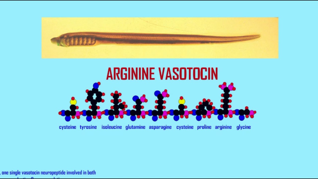 evolution of oxytocin & vasopressin (ADH) - YouTube