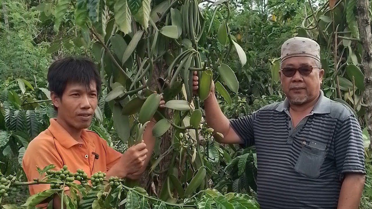 cara memaksimalkan polinasi - YouTube
