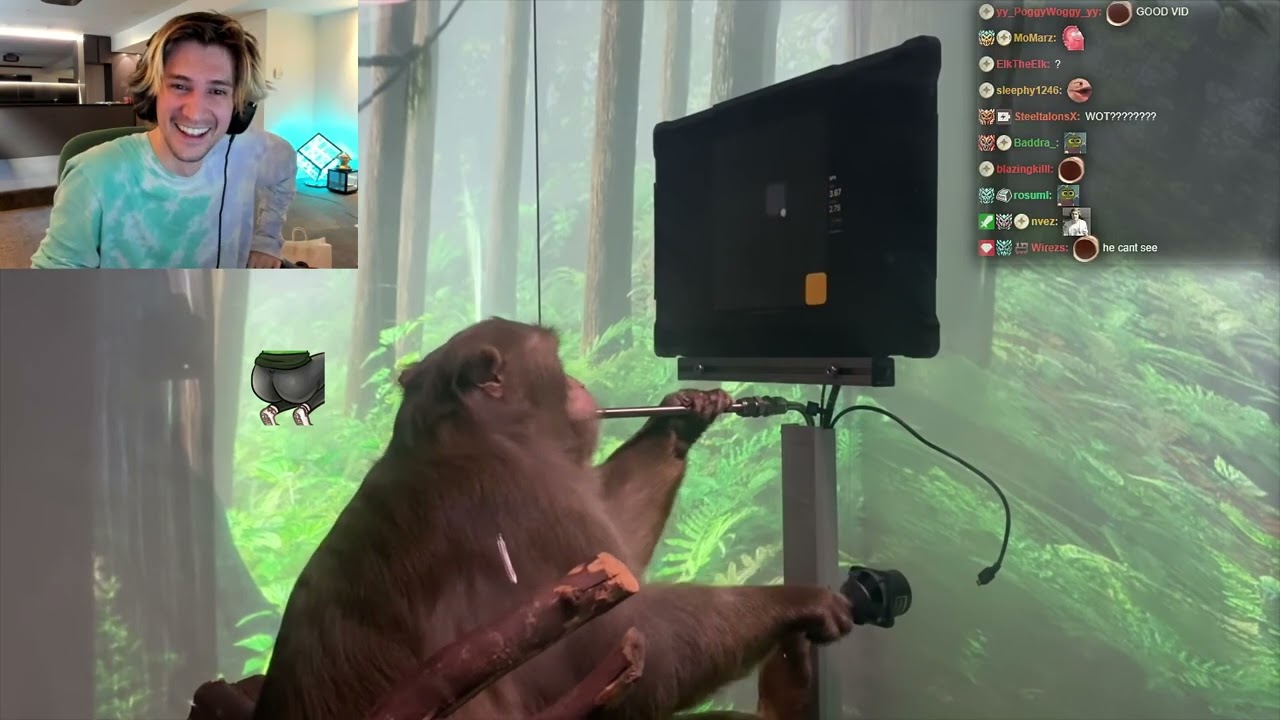 xQc Cries Laughing watching a Monkey play MindPong - YouTube