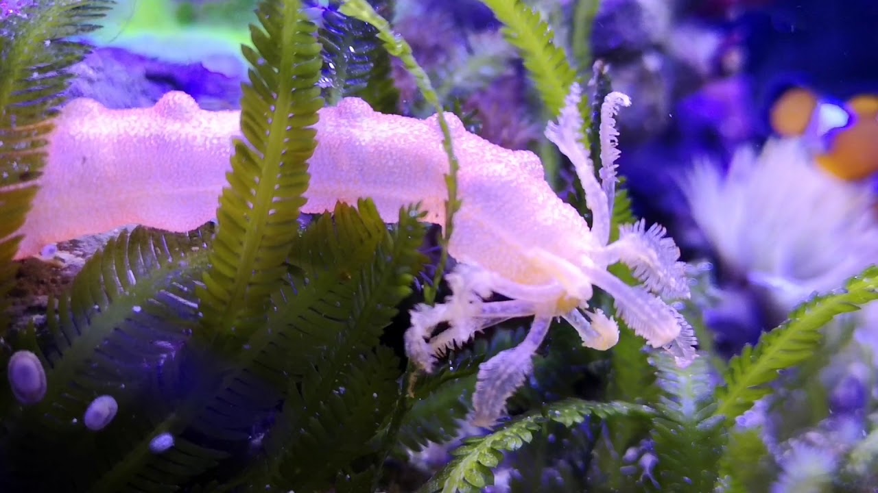 Opheodesoma australiensis - YouTube