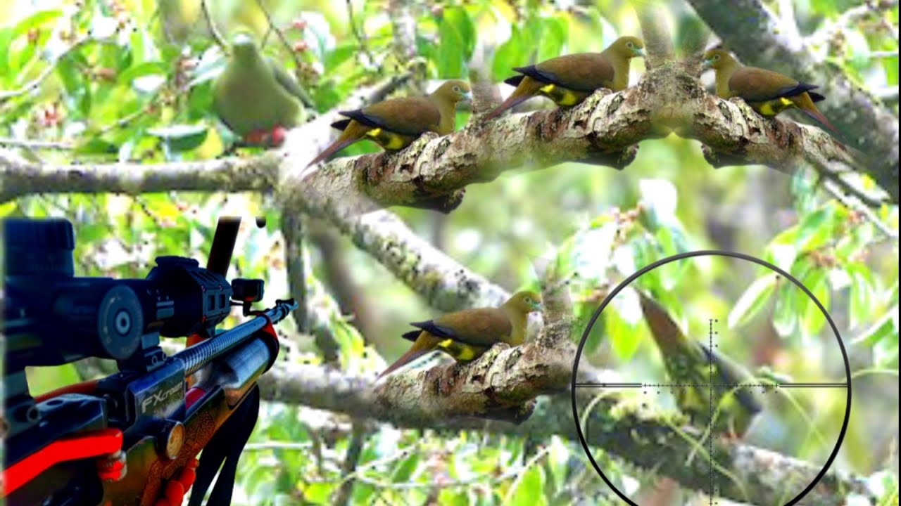 BERBURU BURUNG PUNAI SALUNG (Sumatran Green Pingeon)Salah satu burung ...