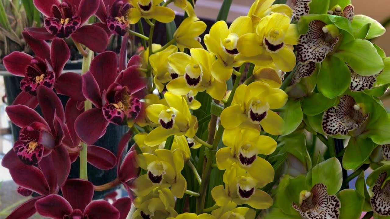 Mga SWERTENG Halaman at Bulaklak sa Loob at labas ng Tahanan 2020 ...