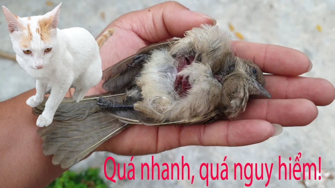 Mèo Bắt Chim Quá Nhanh Quá Nguy Hiểm - YouTube