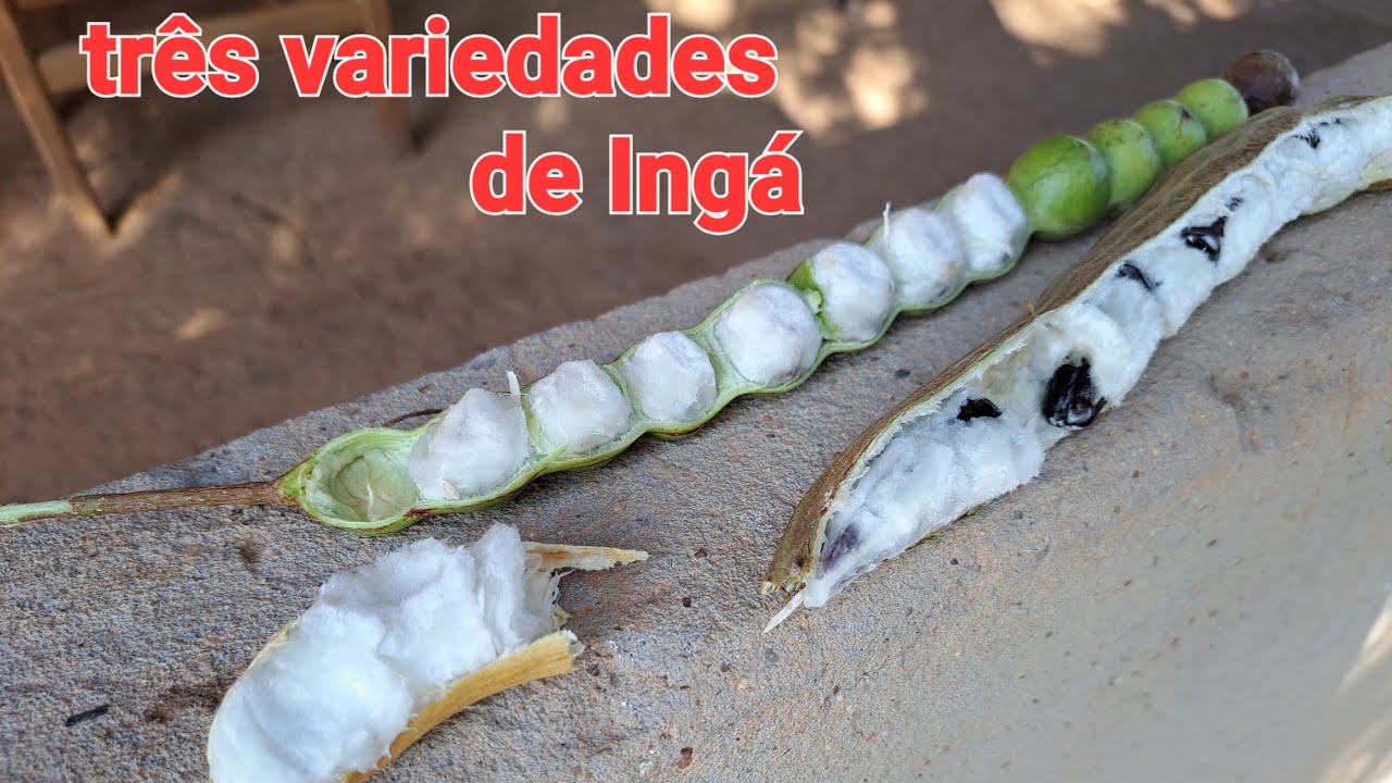Ingá fruta nativa três variedades da região+ lagarto dentro d casa ...