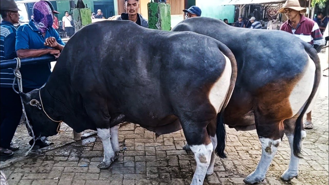SAPI UNIK DARI LUAR KOTA NYASAR DI PASAR TUBAN JAWA TIMUR - YouTube