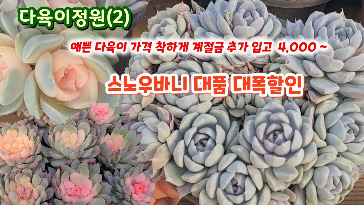 다육이정원2 예쁜 다육이 계절금이 종류가 추가 입고 스노우바니 묵은둥이 대품 대폭할인 Youtube