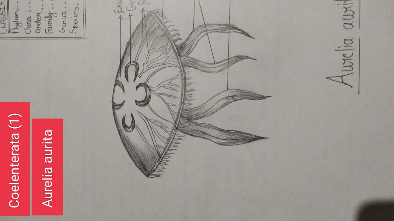 How to draw aurelia aurita (COELENTERATA) for bsc1styear,12 th( cbse ...