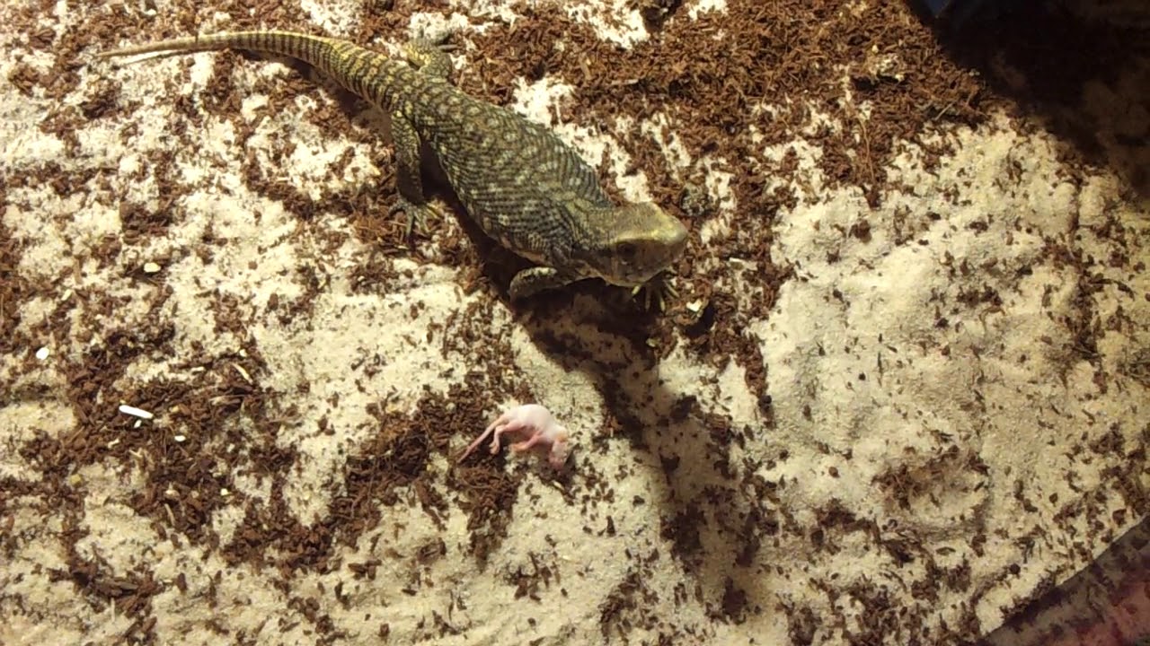 Varan Stepní - krmení mláděte - YouTube