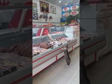 KEDİNİN  UZANAMADIĞI ciğere mundar dermiş DEDİGİ O AN