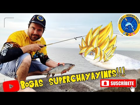 Bogas superchayayines en Punta Lara 🐟🐟🐟🐟🐟