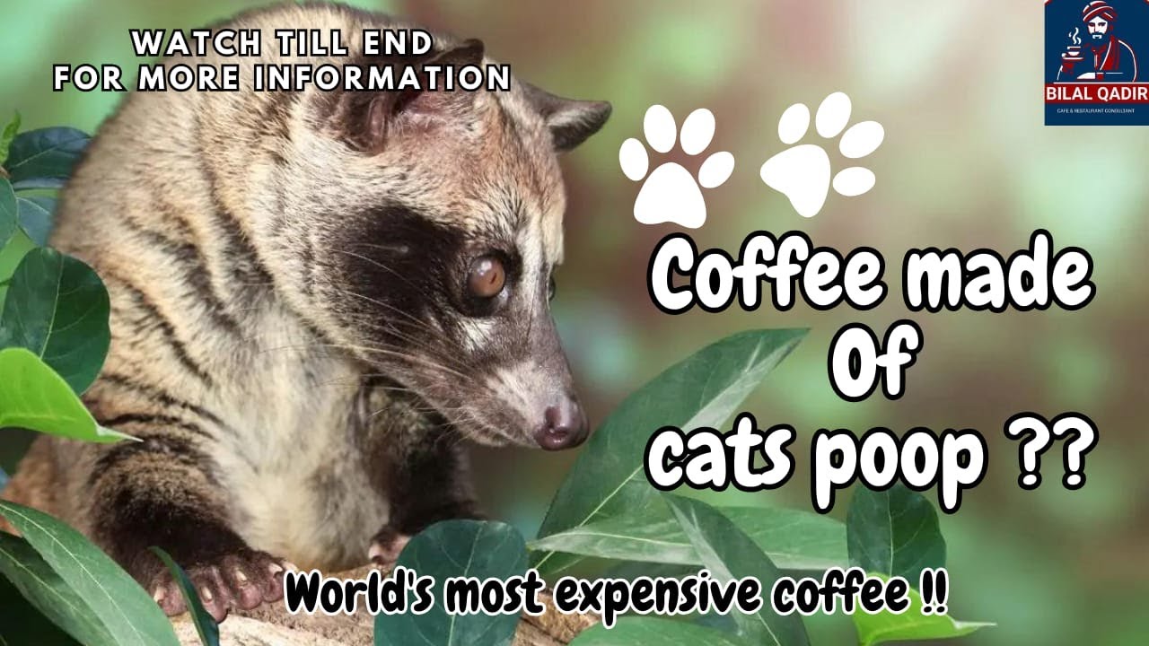 Behind the Beans: Cat Poop Coffee Exposed for What It Really Is! - YouTube