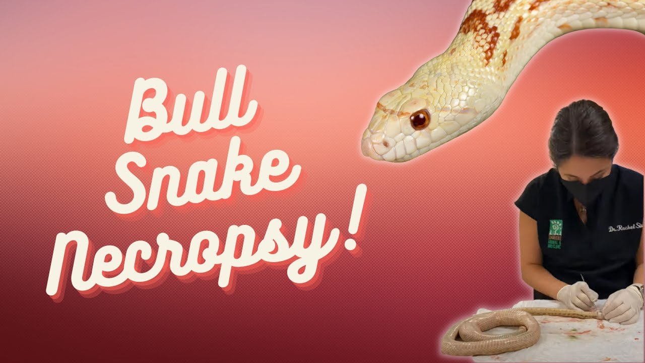 Vet performs necropsy on Bull Snake and describes anatomy - YouTube