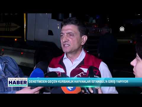 Denetimden geçen kurbanlık hayvanlar İstanbul’a giriş yapıyor