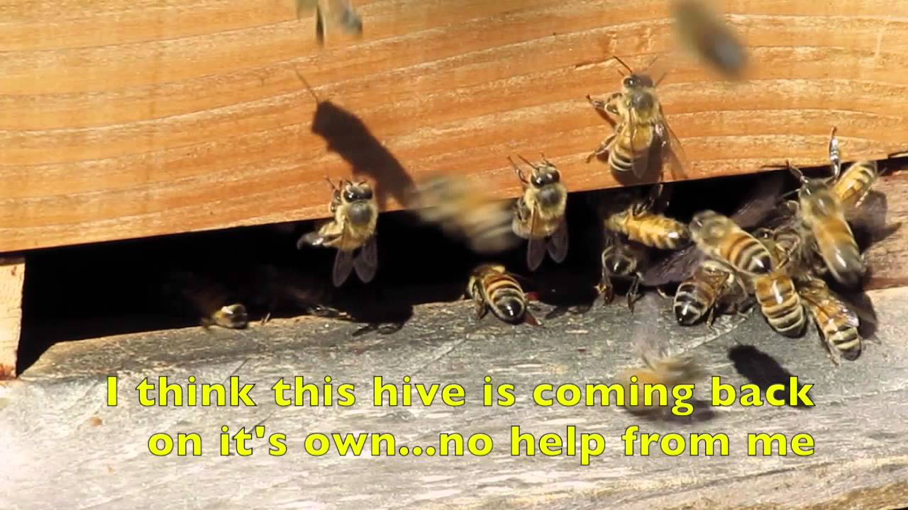 Lots of Activity After Long Brood Break - YouTube