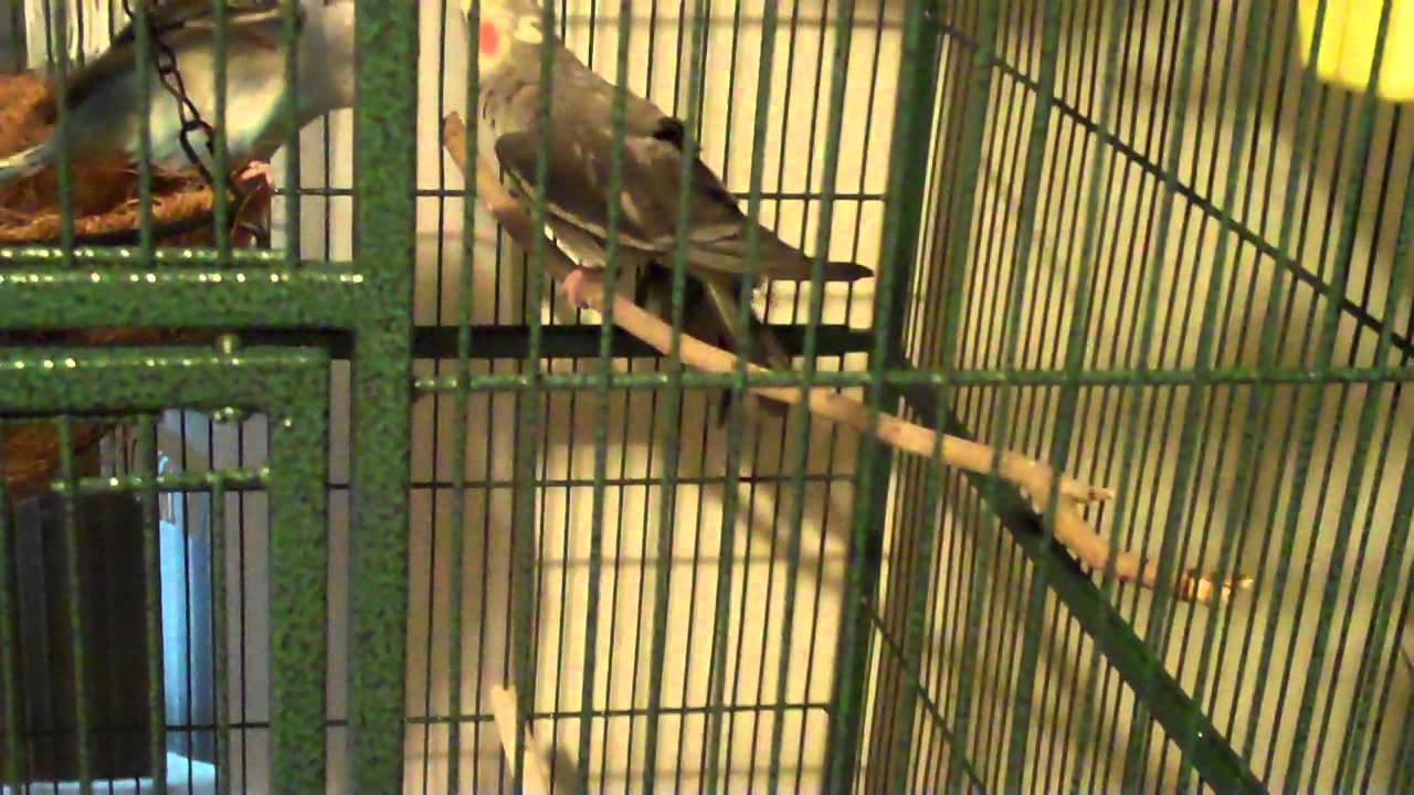 new flight cage and bird room updates - YouTube